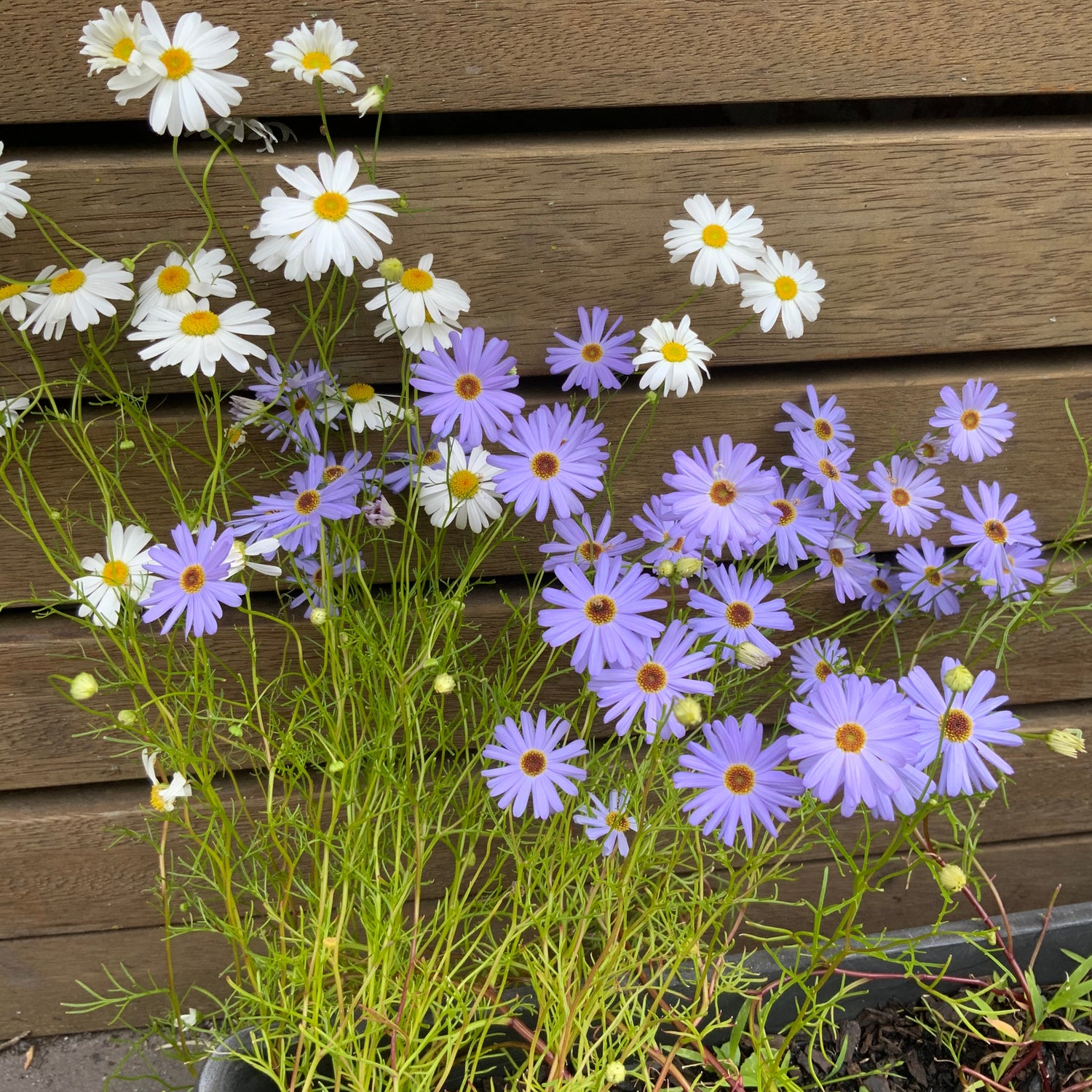 Paper-Go-Round Australia's source of Seed Paper and Plantable Cards ...